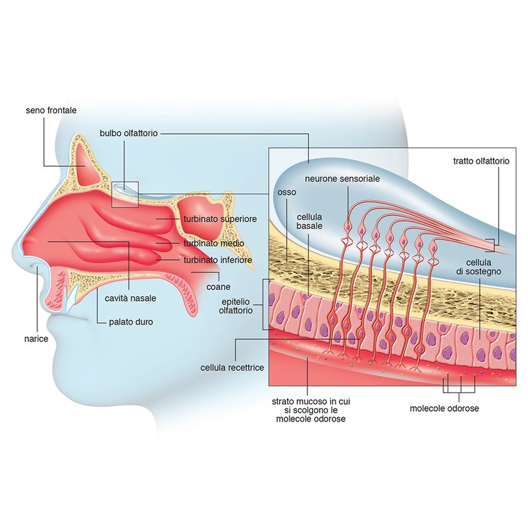 illustratori.it - Sandro Fedini: Olfactory system